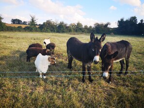 Um campo com vários animais, incluindo burros e uma cabra, atrás de uma cerca de arame.