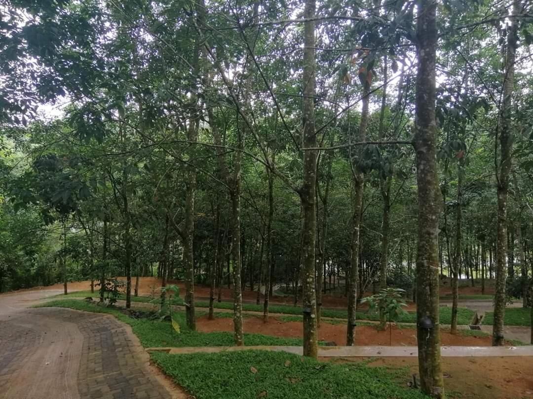 Uma área arborizada com uma trilha pavimentada e um caminho de terra.