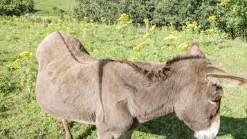 Um burro parado em um campo gramado com flores amarelas e árvores ao fundo.