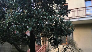 Uma árvore em frente a um edifício com varanda e escadaria.