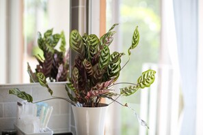 Uma planta em vaso com folhas variegadas num vaso branco sobre uma bancada de cozinha.