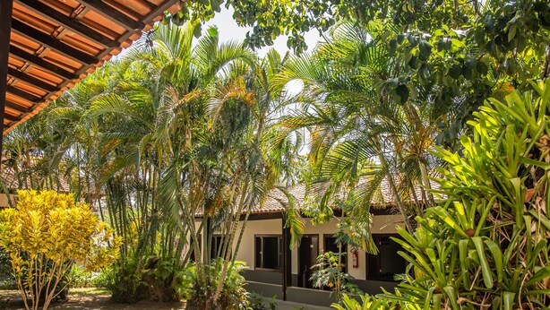 Um jardim tropical com palmeiras, uma casa com telhado de telhas e um caminho de concreto.