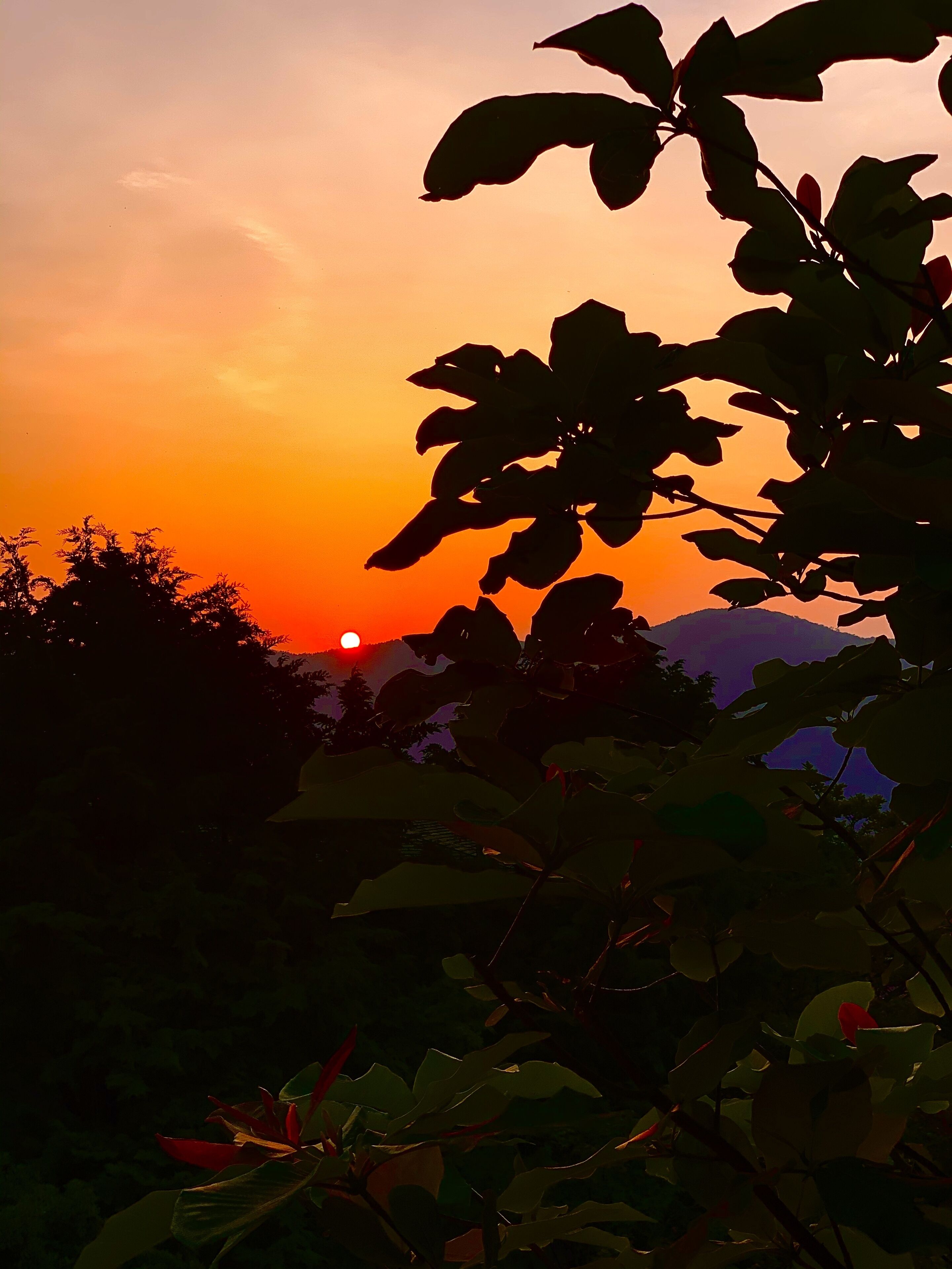 Pôr do sol com silhuetas de árvores e vegetação contra um céu vibrante.