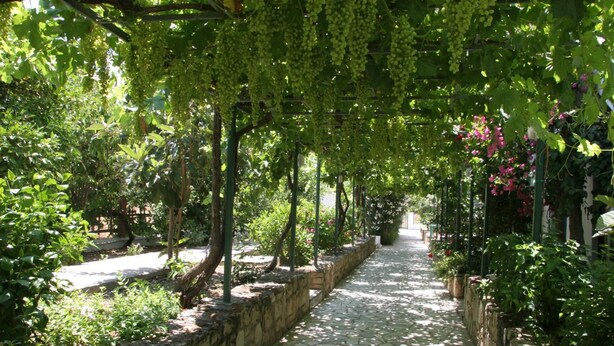 Um caminho de pedra, ladeado por vegetação exuberante e videiras, serpenteia por um jardim.