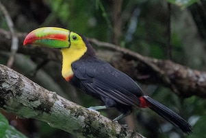 Um tucano empoleirado em um galho.