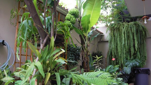 Um exuberante jardim interno com diversas plantas, incluindo bananeiras e samambaias pendentes.