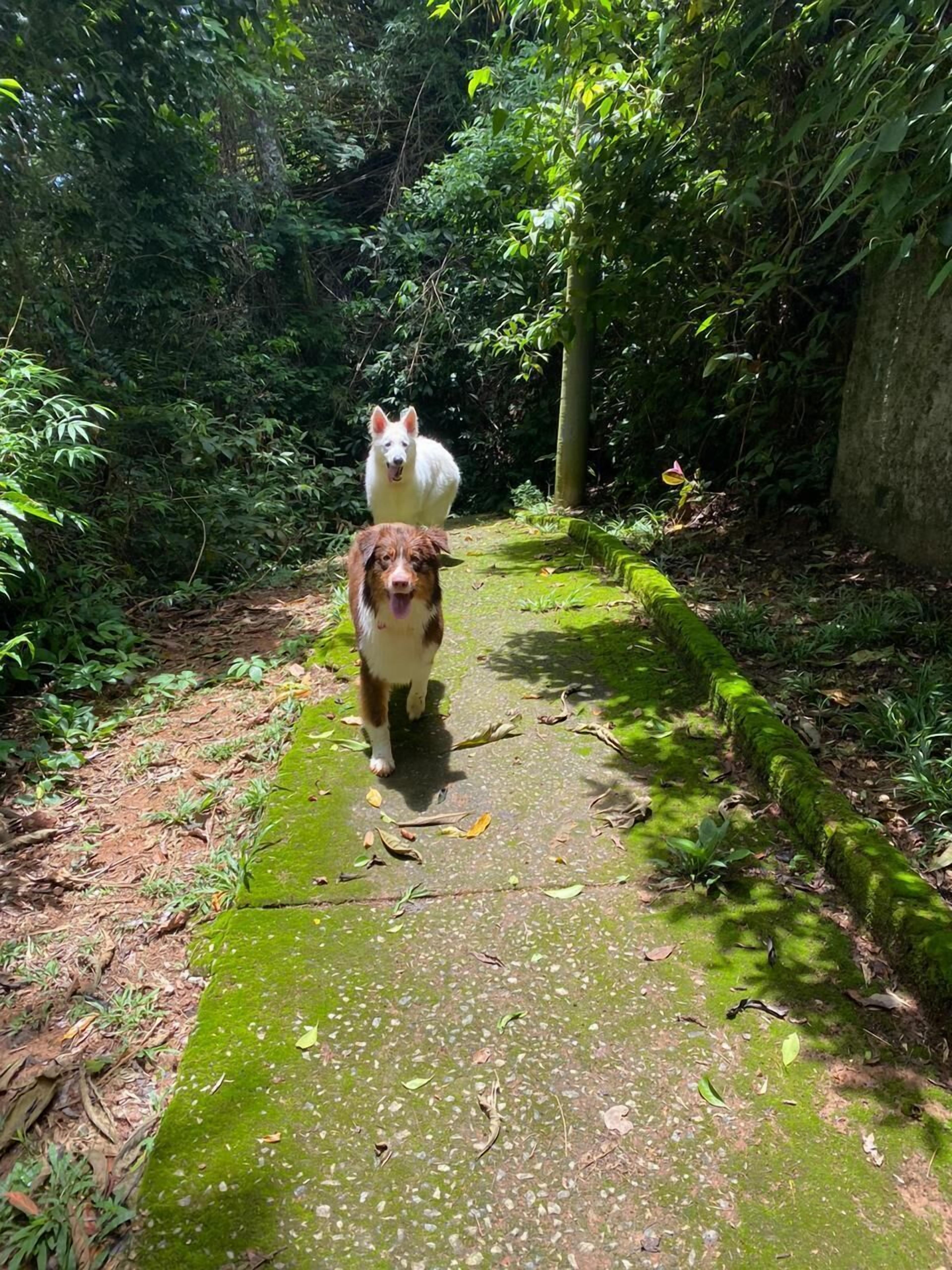 Dois cães caminham por uma trilha coberta de musgo em uma área florestal.