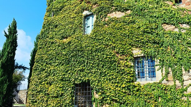 Um edifício coberto de hera verde, com fachada de pedra e duas janelas.