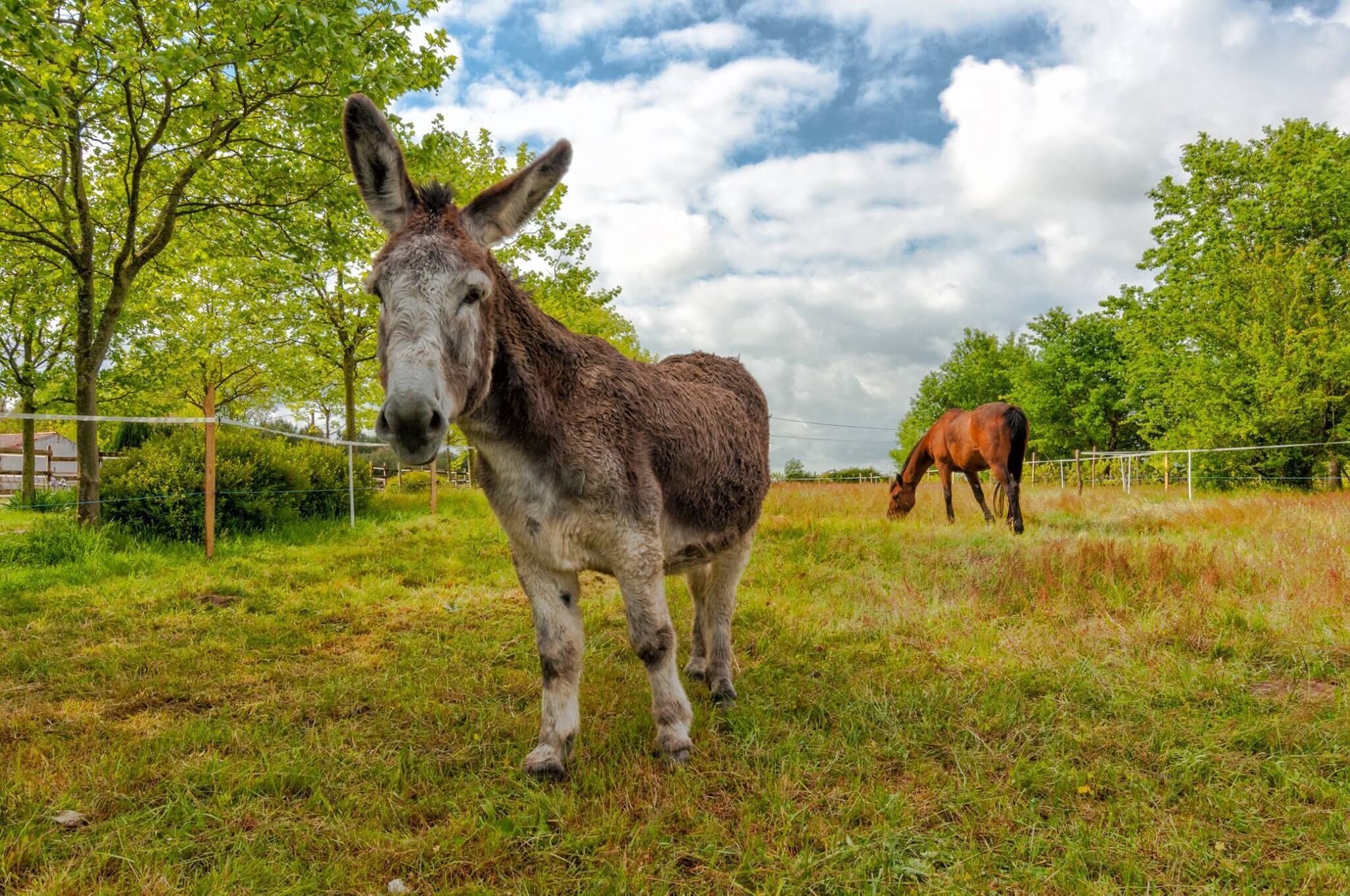 Um burro em um campo gramado com árvores ao fundo.