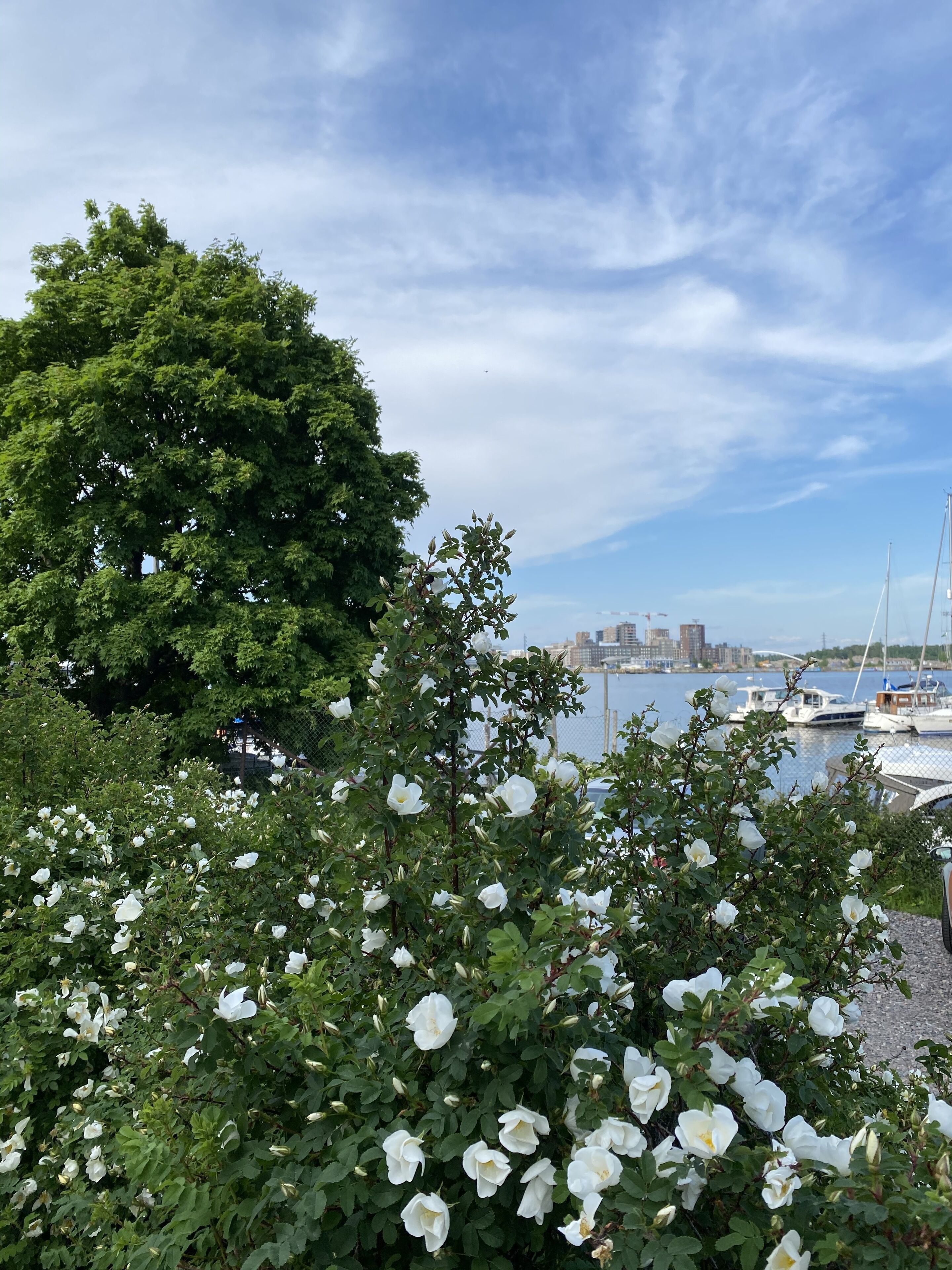 Uma marina com barcos, uma grande árvore e flores brancas em primeiro plano.