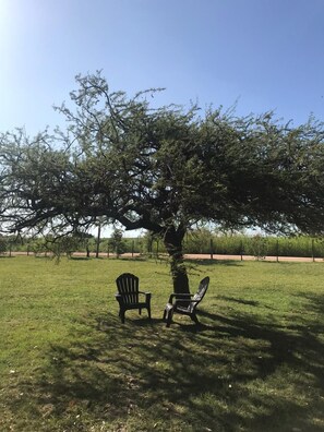Jardim