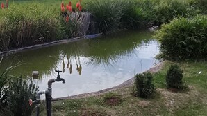 Um lago com uma bomba d'água, rodeado por vegetação exuberante e uma vista distante de colinas.