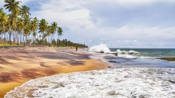 Uma praia com palmeiras e ondas quebrando na costa.