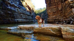 Aceita animais de estimação