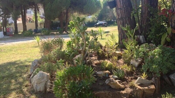 Um jardim com várias plantas e pedras, um tronco de árvore e um carro estacionado ao fundo.