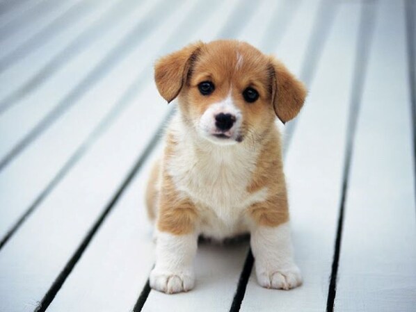 Um cachorrinho sentado em uma superfície de madeira branca.