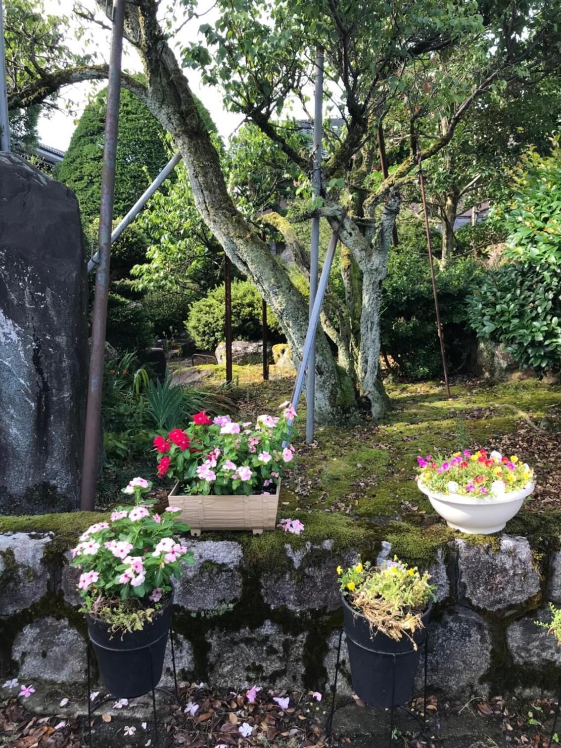 Um jardim com plantas em vasos e árvores.