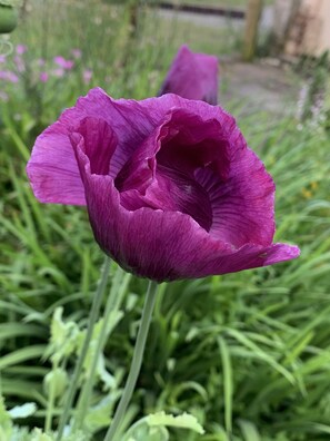 Cabana, 1 cama Queen e sofá-cama | Fachada