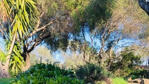 Um jardim com diversas plantas, incluindo um arbusto grande e alguns arbustos menores, cercado por pedras e um caminho.