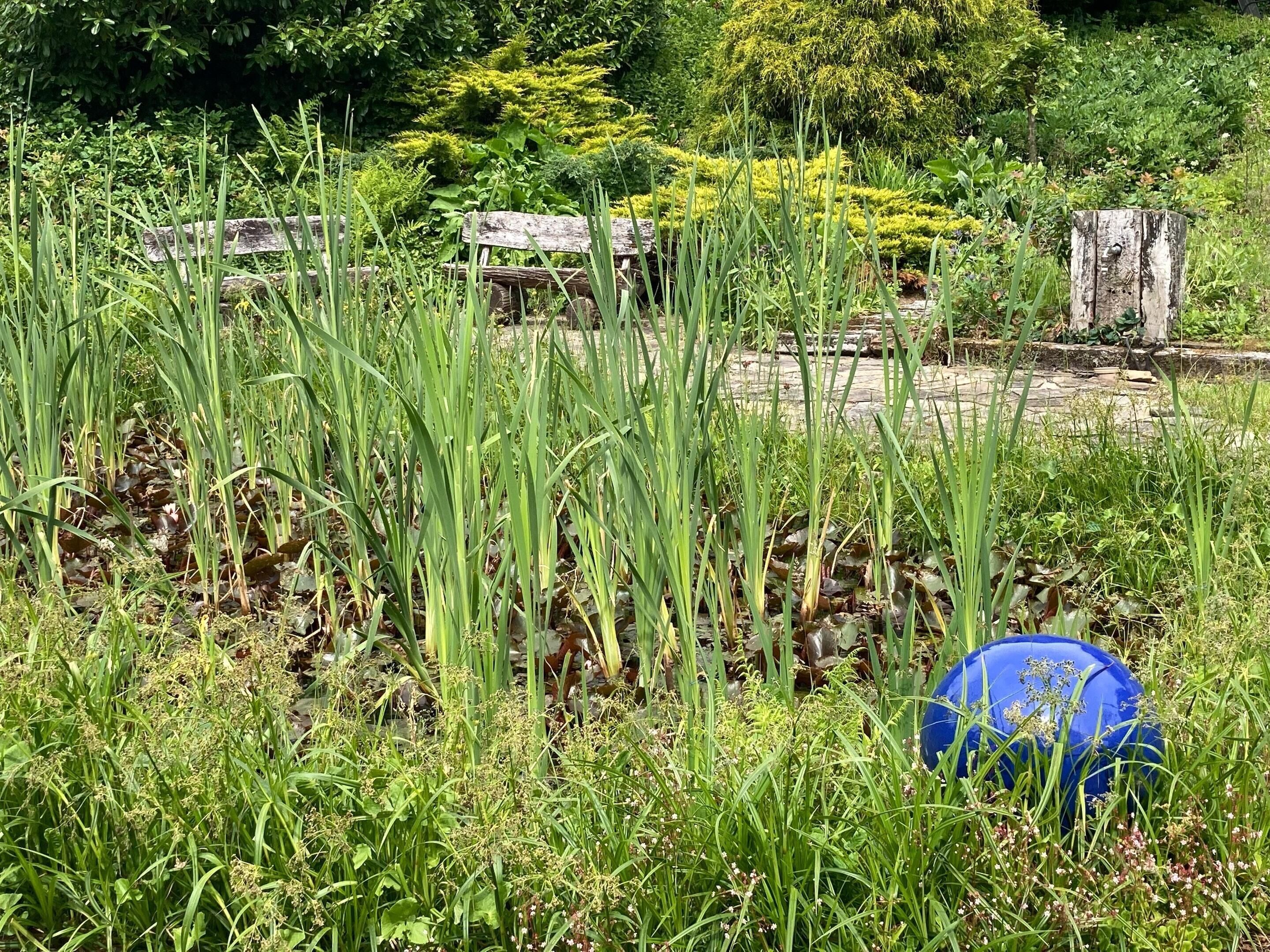 Um jardim com gramíneas altas, um banco de madeira e um objeto azul.