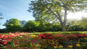 Um jardim com diversas plantas coloridas e uma grande árvore.