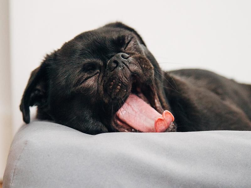 Estúdio standard, aceita animais de estimação, vista para o oceano | Roupas de cama premium, camas com colchões pillow-top, escrivaninha