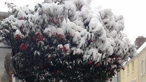 Uma árvore coberta de neve em um bairro residencial.