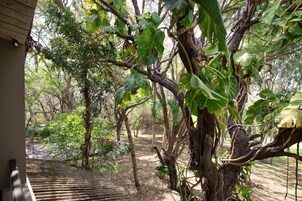 Um deck de madeira que dá para uma área verde e arborizada, com folhagem densa e árvores.