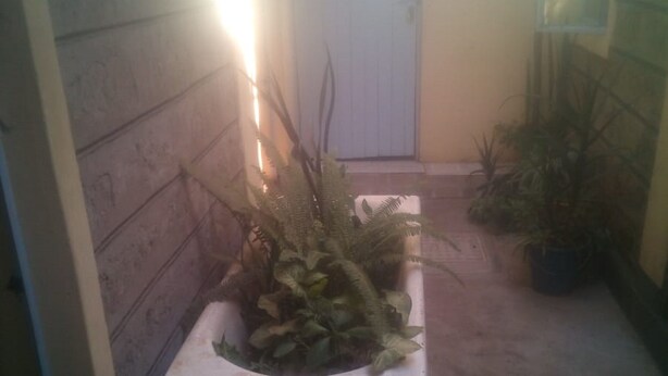 Um corredor estreito ao ar livre com um canteiro contendo plantas.