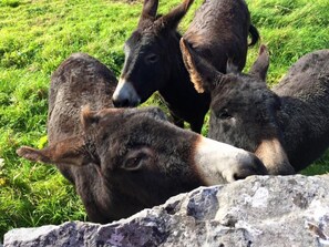 Um grupo de burros em um campo gramado.