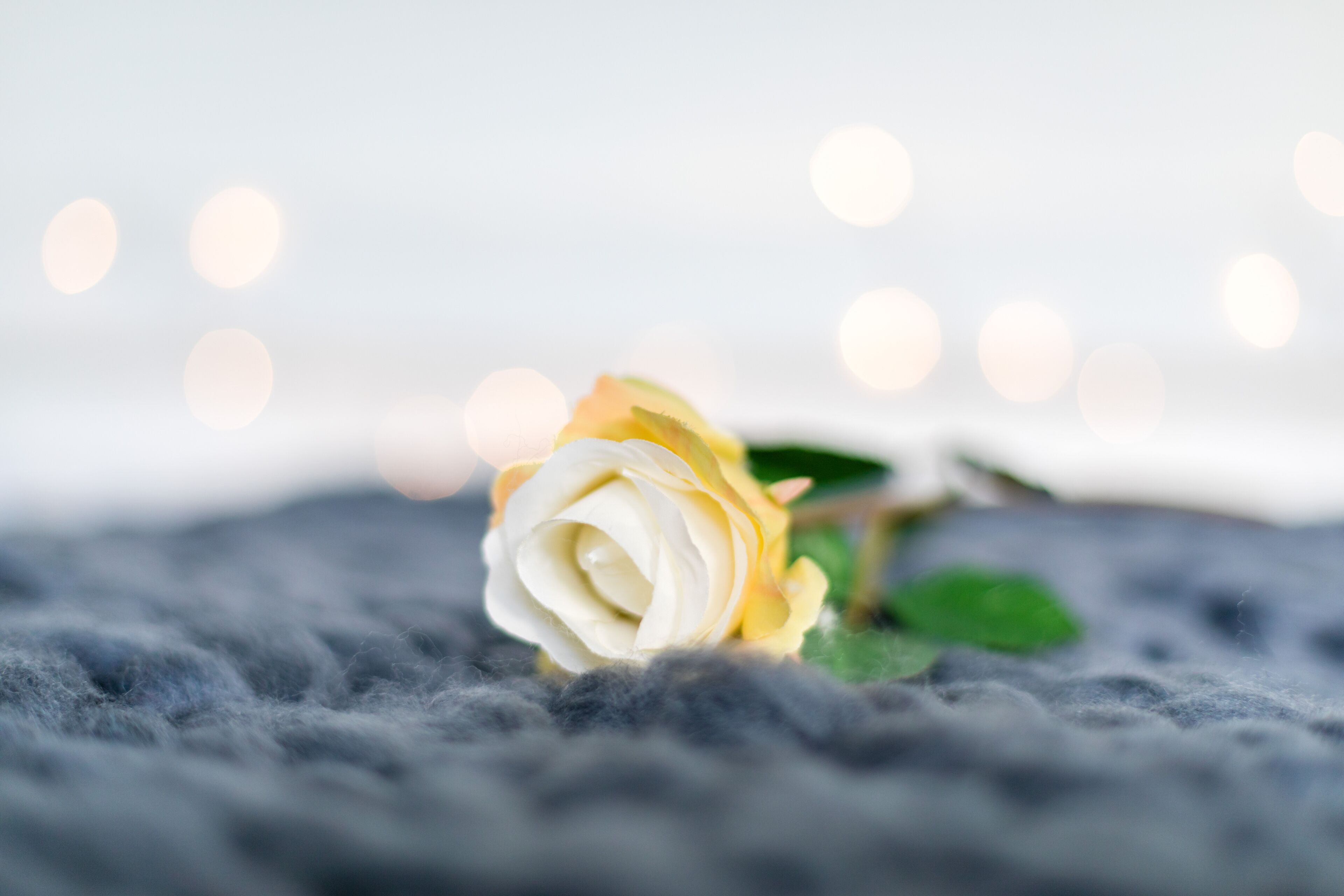 Uma rosa branca isolada sobre uma superfície texturizada, com luzes desfocadas ao fundo.