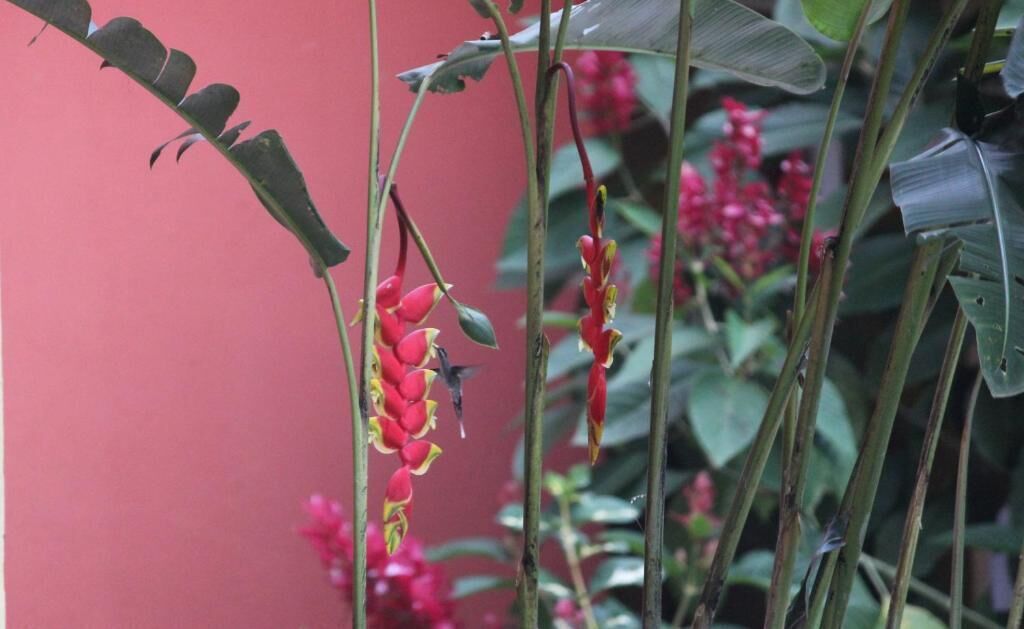 Uma planta com flores vermelhas e folhas verdes sobre um fundo vermelho.