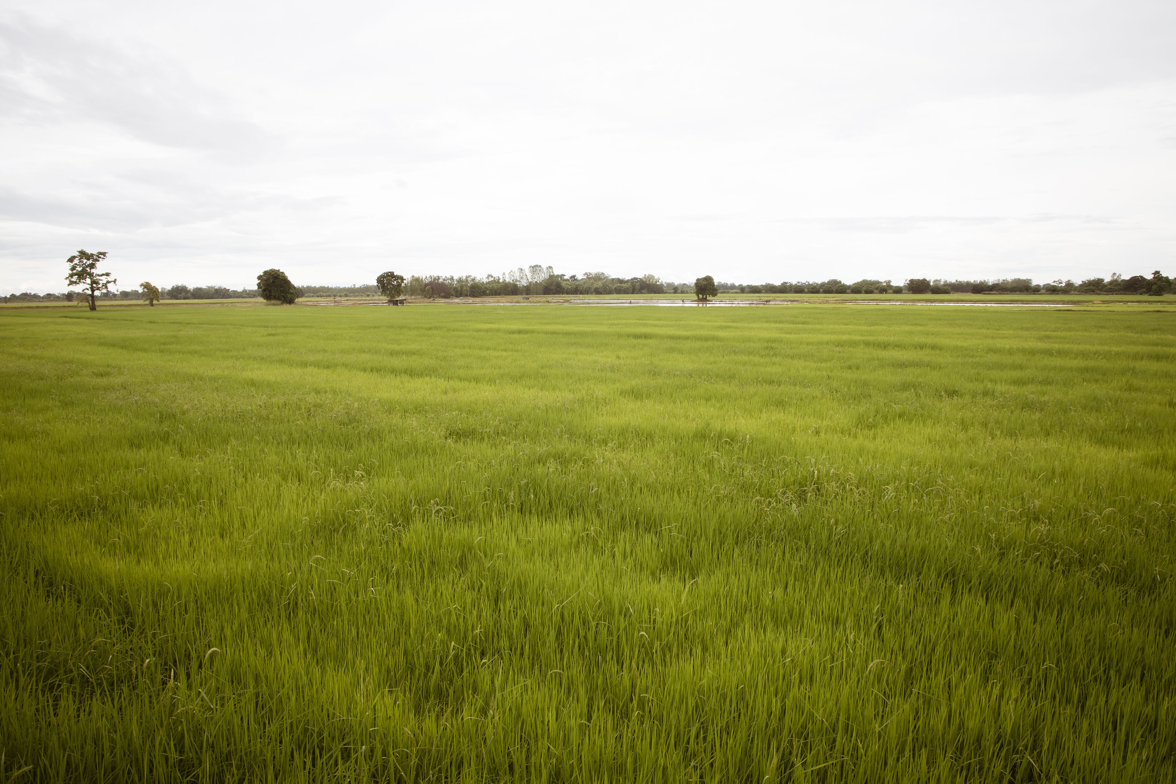 Um extenso campo verde com algumas árvores dispersas e um horizonte distante.