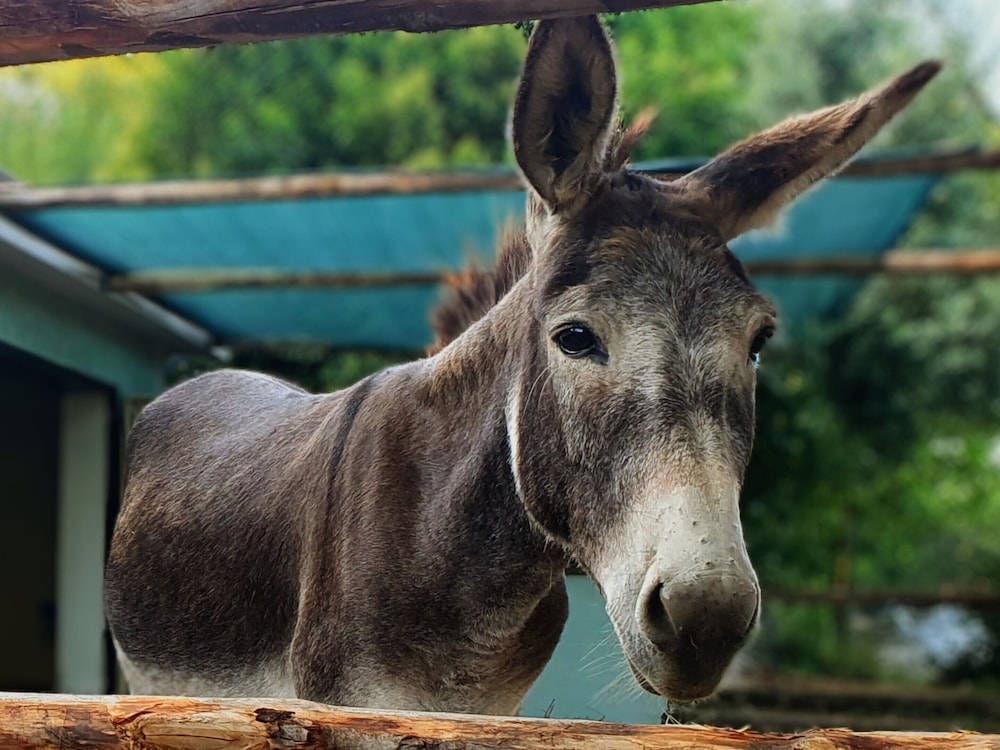 Wiki Hostel & Greenvillage - Lazio