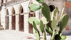 Um cacto em frente a um edifício com janelas em arco e fachada de tijolos.