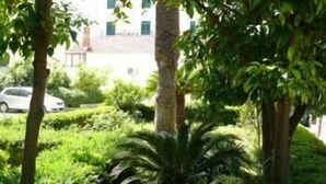 Um jardim exuberante com palmeiras e um edifício branco ao fundo.