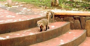 Comodidades da propriedade