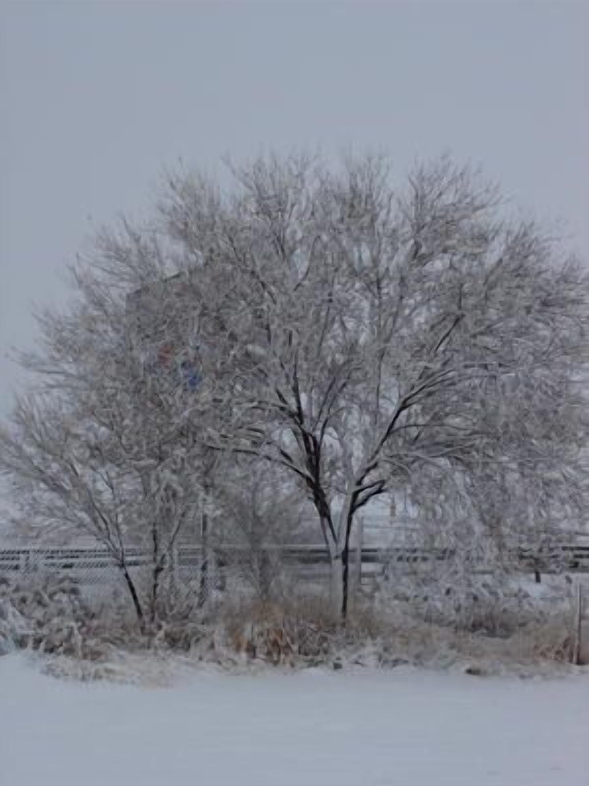 Paisagem coberta de neve, com uma árvore e uma cerca ao fundo.