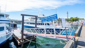 Uma marina com barcos atracados, uma placa indicando Dolphin Fleet Whalewatching e um píer de madeira.
