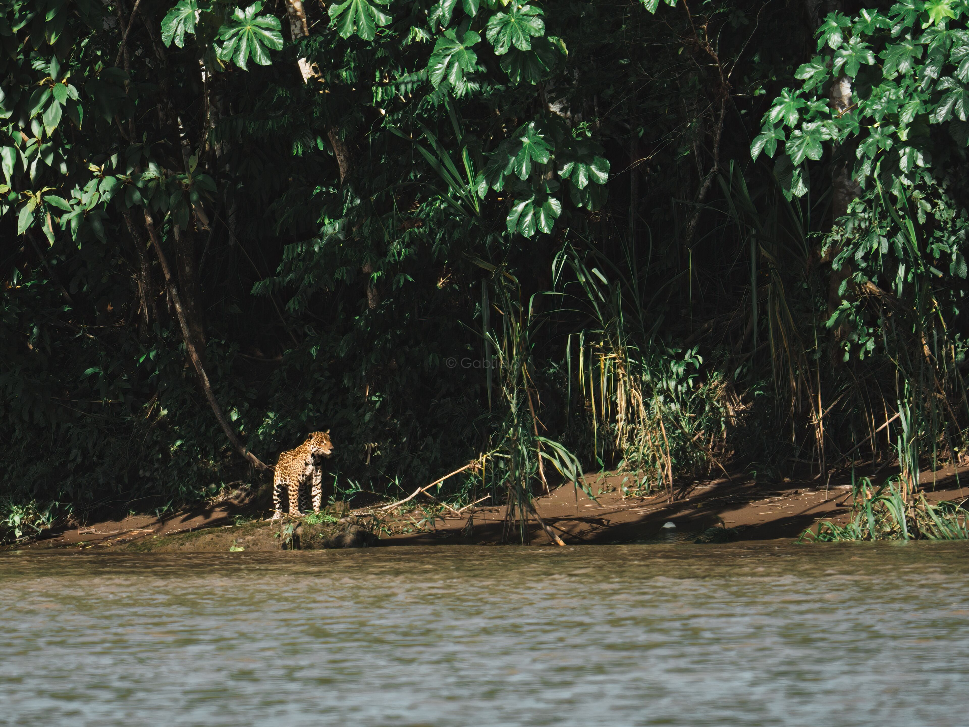 Uma leopardo perto de uma margem de rio em uma área arborizada.