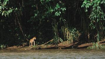 Uma leopardo perto de uma margem de rio em uma área arborizada.