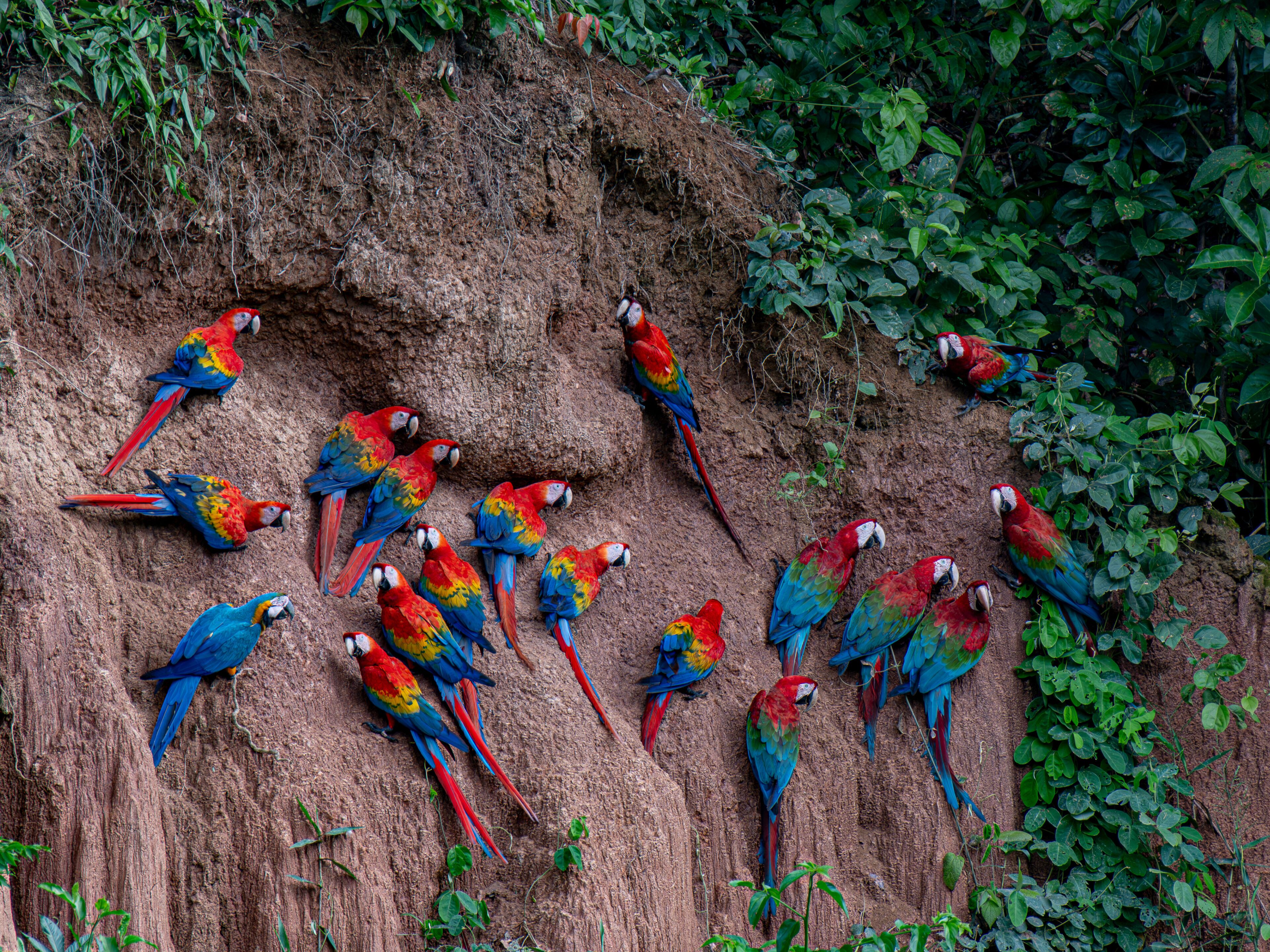 Um grupo de papagaios coloridos empoleirados em um penhasco rochoso.