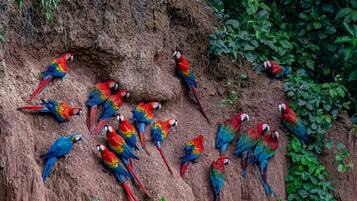 Um grupo de papagaios coloridos empoleirados em um penhasco rochoso.