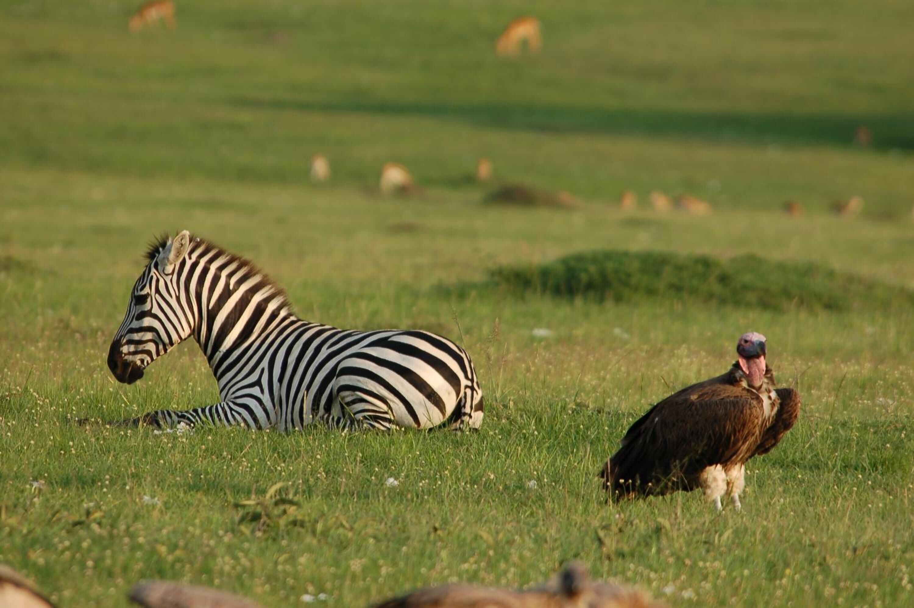 Uma zebra e uma cegonha em um campo gramado.