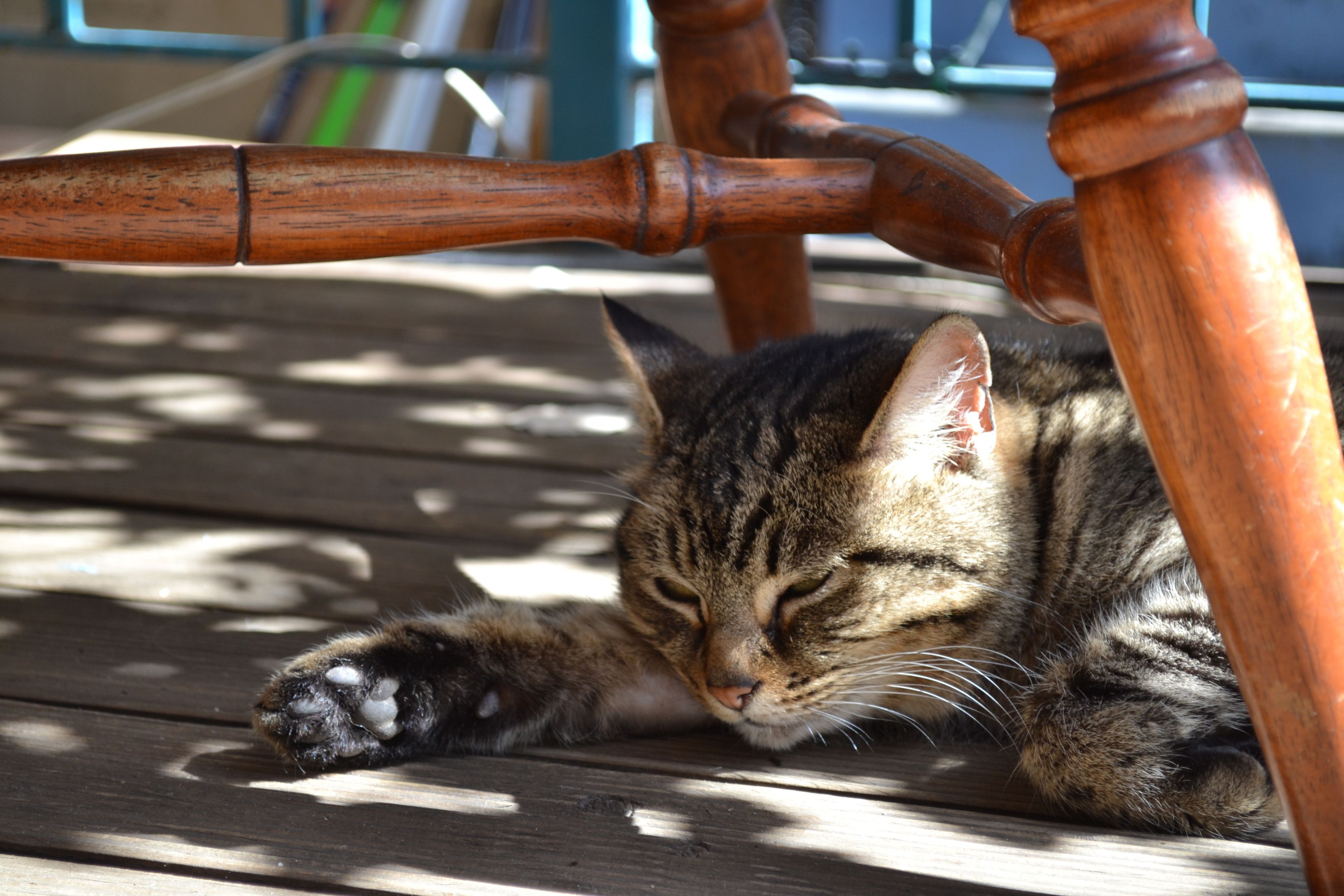 Um gato dormindo em um deck de madeira.