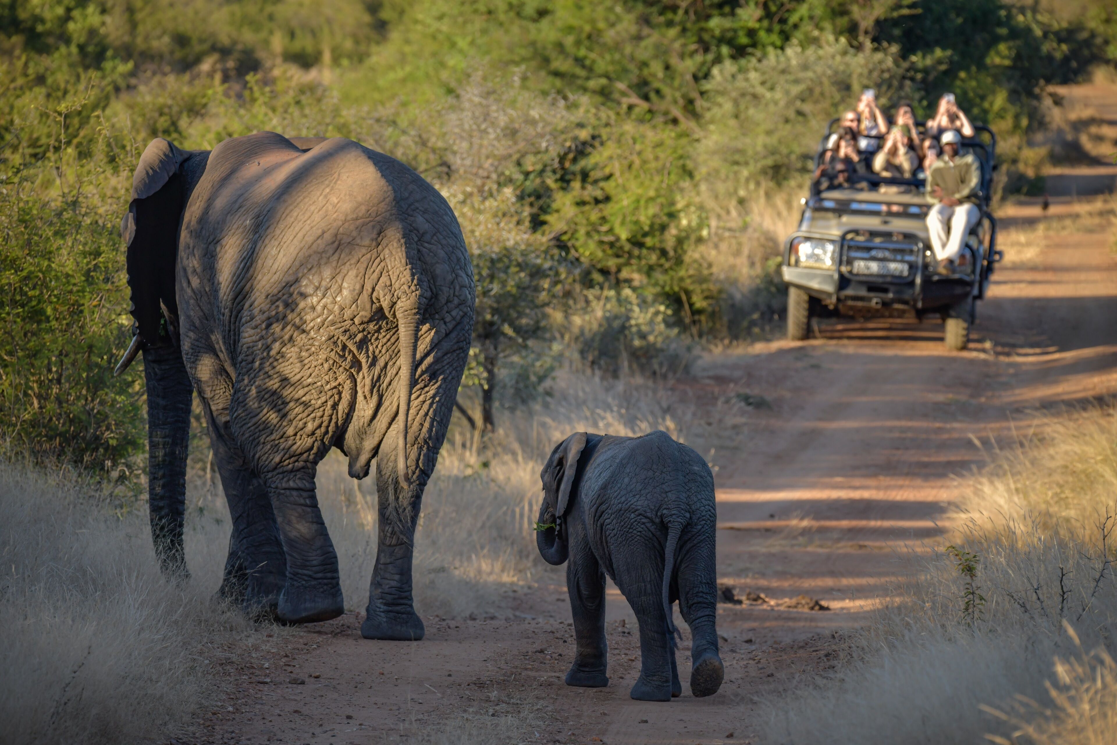 Veículo de safari com turistas observando elefantes em uma estrada de terra.