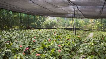Uma estufa com fileiras de plantas e uma galeria coberta.