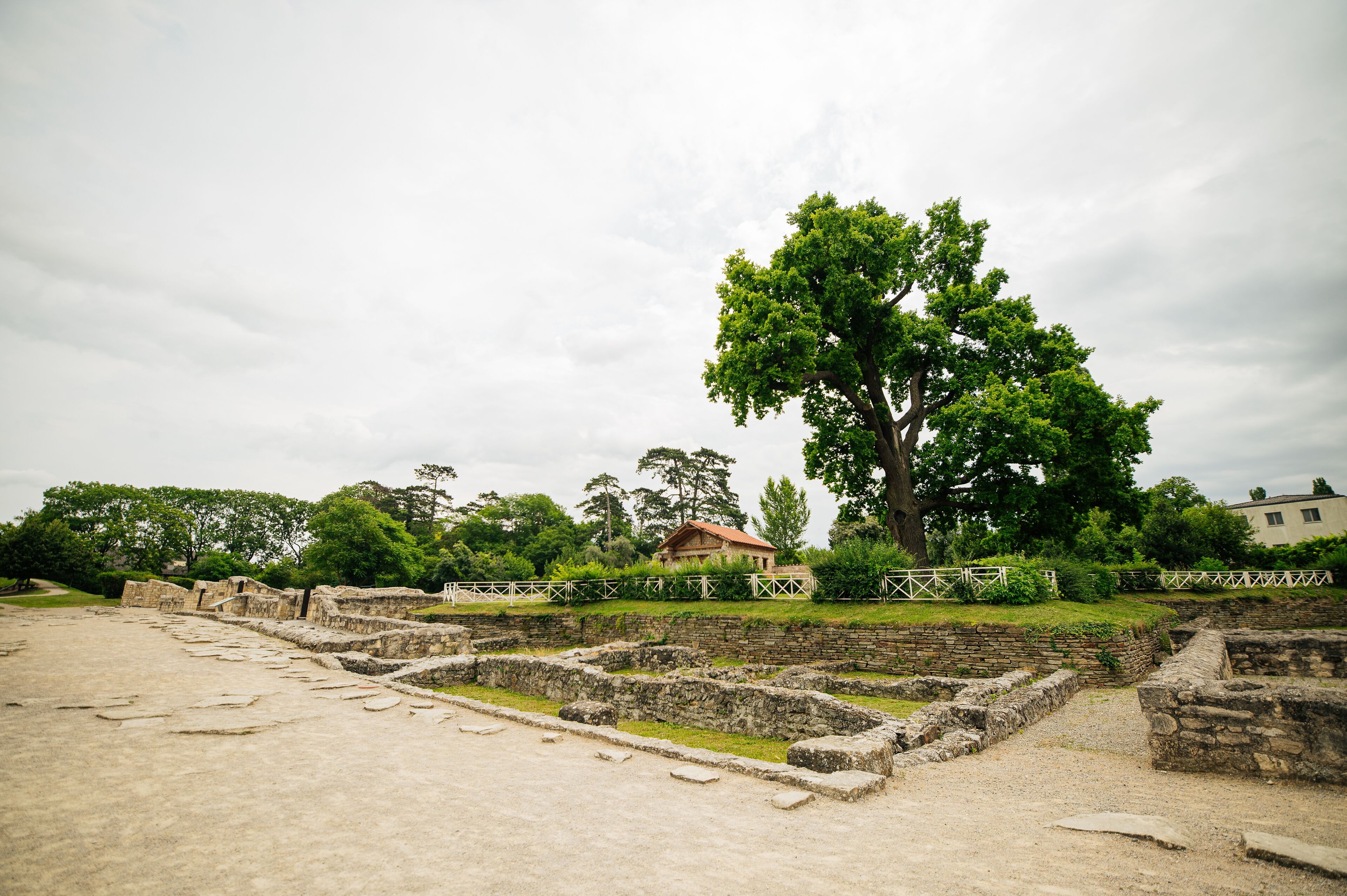 Sítio arqueológico com ruínas antigas e uma grande árvore.