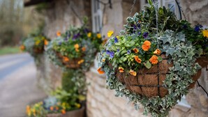 Cestas de flores penduradas com diversas flores e hera, fixadas a um edifício.