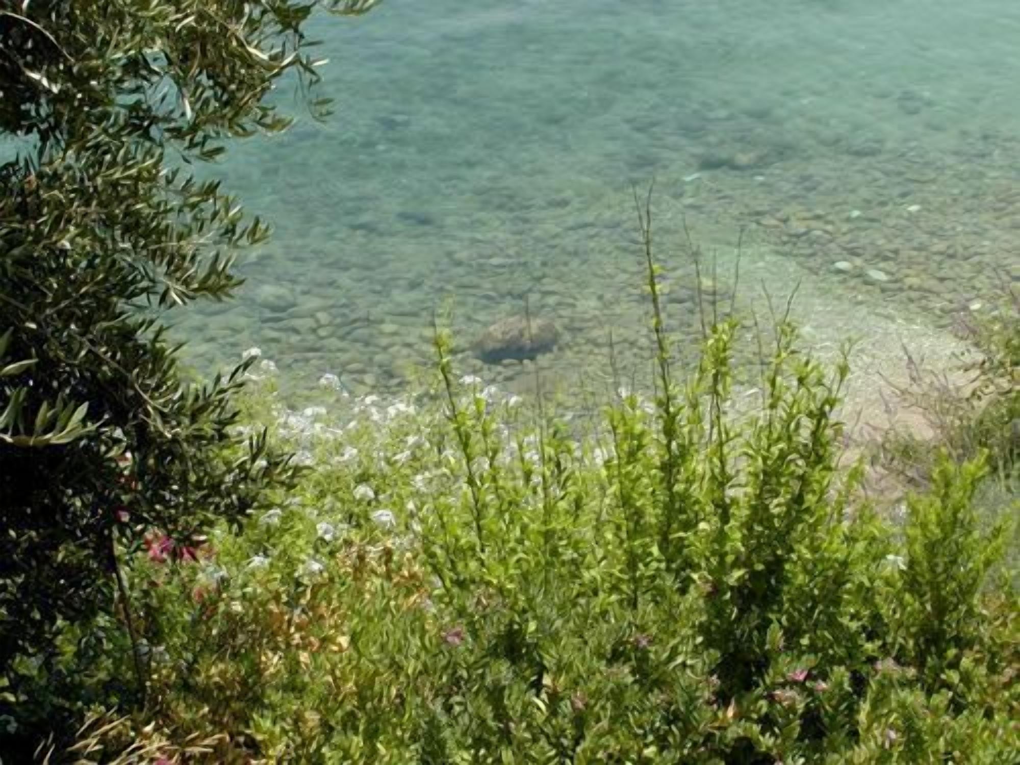 Paisagem natural com águas cristalinas, vegetação exuberante e flores silvestres.